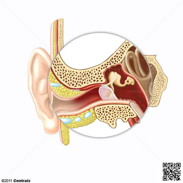 Tensor de Tímpano - Atlas de Anatomia do Corpo Humano - Centralx