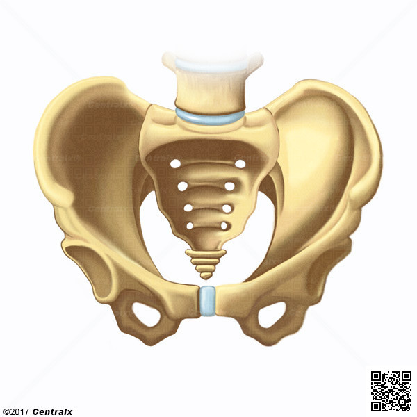 Ossos Pélvicos - Atlas de Anatomia do Corpo Humano - Centralx