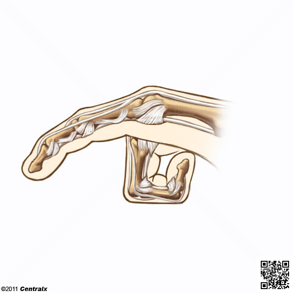 Articulações dos Dedos - Atlas de Anatomia do Corpo Humano - Centralx