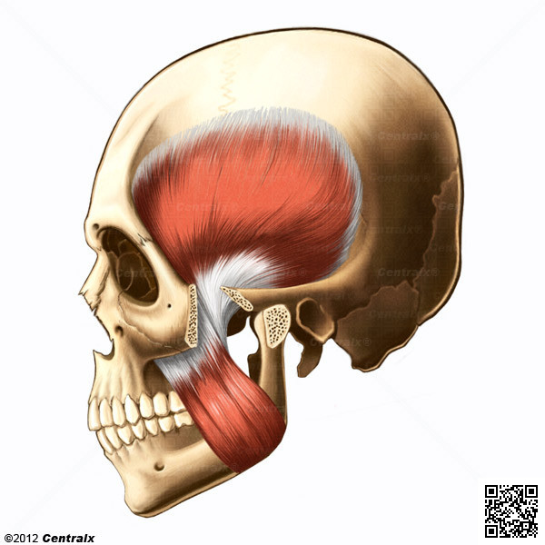 Músculo Temporal - Atlas de Anatomia do Corpo Humano - Centralx